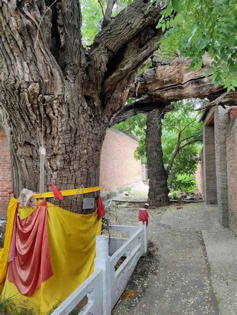 中華第一槐黃帝故里具茨山樹王樹齡1614年國槐記 文 李清民 每日頭條