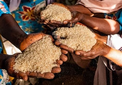 Hubungan Ketahanan Pangan Dengan Tujuan Sdgs Zero Hunger Blog Sahabat Pedalaman