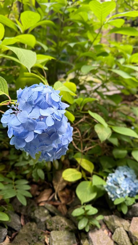 もうすぐ、母の初盆で実家へ帰省予定。 初盆の準備ってどんなことをしたらいいのだろう、、と悩む。。 地方によっても違うのだろうけど、 お花を飾っ