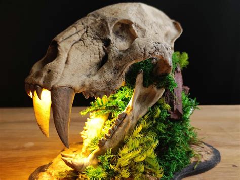 Luminous Smilodon Skull Usb Lamp • Saber Tooth Tiger Skull • Curiosity