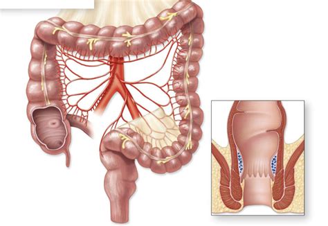 Large Intestine Diagram Quizlet