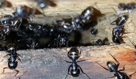 Carpenter Ants Lakewood Exterminating Carpenter Ants Lakewood Exterminating
