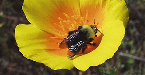 Por Qué El Declive De Un Abejorro Revela Riesgos Ocultos Para Las Especies Nativas Infobae