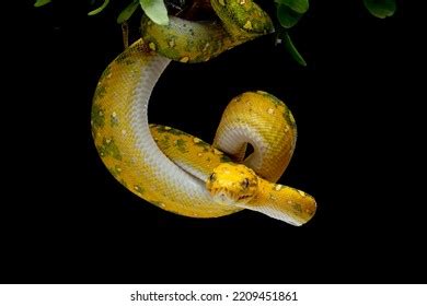 Green Tree Python Images Stock Photos Vectors Shutterstock