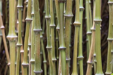 Bamboo Plantations In Broques Next To The Town Of Lapenne In Ariège In