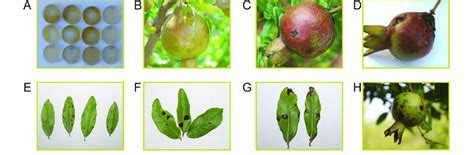 A Stage Wise Cultures Of Xanthomonas Axonopodis Pv Punicae B
