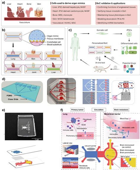 Representative Examples Of Multi Organ On A Chip Multi OoC Platforms