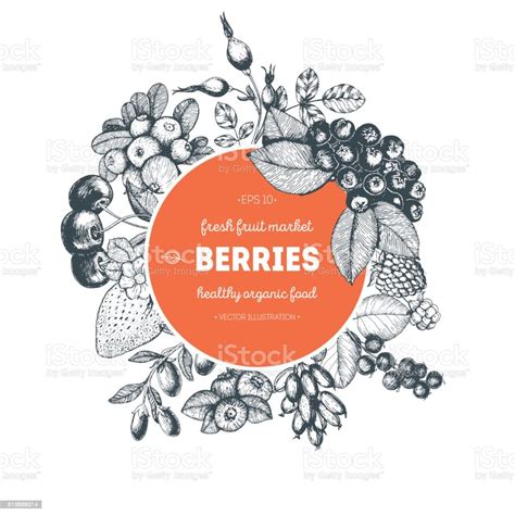 딸기 손으로 그린 벡터 일러스트입니다 체리 라즈베리 크랜베리 매 발톱 나무 딸기와 함께 손으로 그린 스케치 그림 구 기 열매 건강 한 음식 딸기와 원 디자인 서식 파일입니다