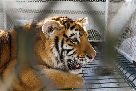 Panther Tiger And Lion Cub Rescued During Raid On Gang Leaders Home