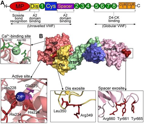 The Protease Adamts13 A Domain Organization Of Adamts13 From The