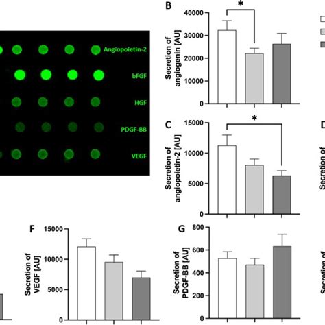 Secretion Of Angiogenic Factors Supernatant Of Cultured Ovarian Tissue