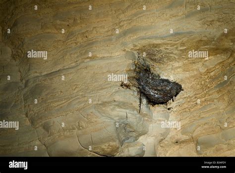 Swiftlet Nest Hi Res Stock Photography And Images Alamy