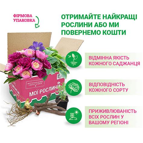 Ирис Pumila Рулада Лавандовый Florium (329419) – фото, отзывы ...