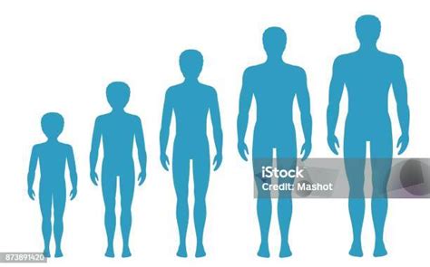 남자의 신체 비율 나 이와 함께 변화입니다 소년의 신체 성장 단계입니다 벡터 일러스트입니다 개념을 노화 성인 아기에서 다른 사람의 나이 그림 아이에 대한 스톡 벡터 아트 및