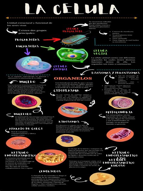 La Celula Infografía Pdf Citoplasma Mitosis