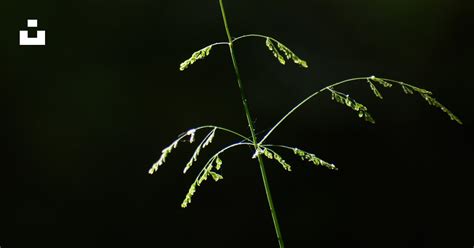 A Plant With Long Thin Leaves In A Forest Photo Free Mashhad Image On