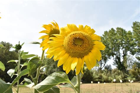 해바라기 꽃 Pixabay의 무료 사진 Pixabay