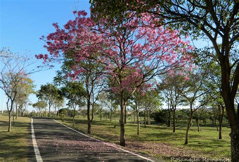 Olhares De Indaiatuba Um Dos Caminhos Do Parque