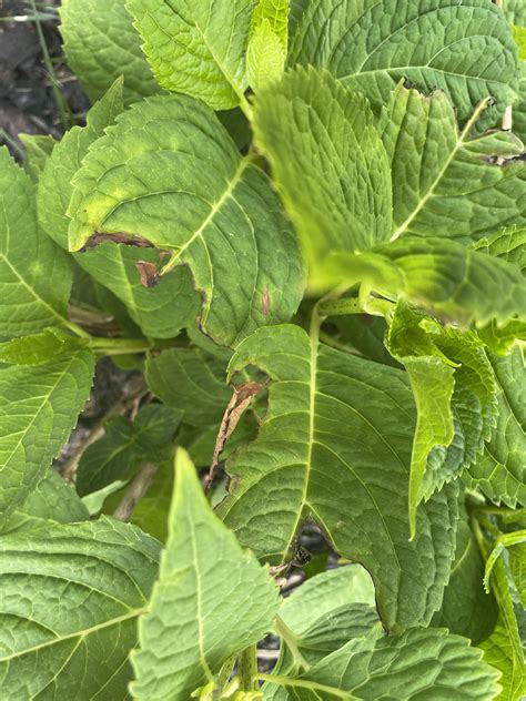 Hydrangea Damage Is This The Place To Ask Whats Going On Here With
