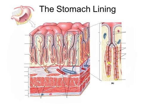 The Stomach Lining Diagram Quizlet