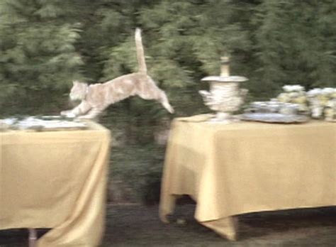 The Brady Bunch The Honeymoon Cinema Cats
