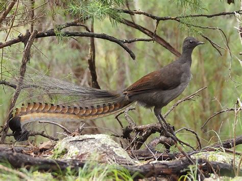 Superb Lyrebird Menura Novaehollandiae Rocky Hall Nsw Flickr