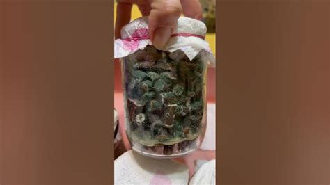 Как вырастить триходерму Youtube