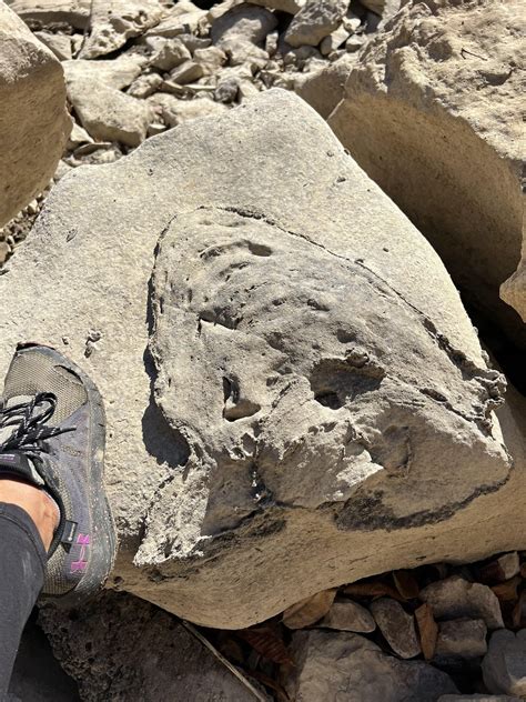Name That Fossil R Fossils