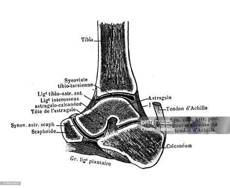 Tibialtarsal Sagittal Section High Res Vector Graphic Getty Images