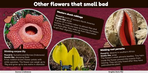 Facts About The Rare Corpse Flower Which Smells Like Rotting Food And