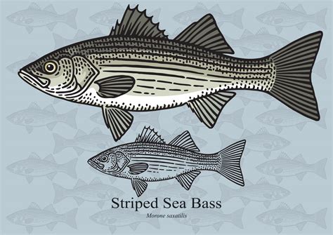 Striped Bass Facts And Information Guide American Oceans