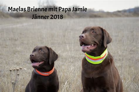 Maelas Labradors Das Rudel Familieandfreunde