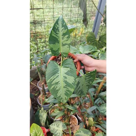 Jual Tanaman Hias Homalomena Army Look Sefron Shopee Indonesia