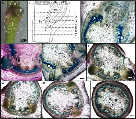 American Journal Of Botany