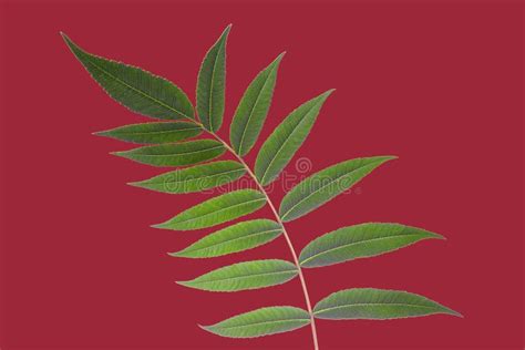 Branch With Leaves On A Red Background Vegetation And Botany Stock
