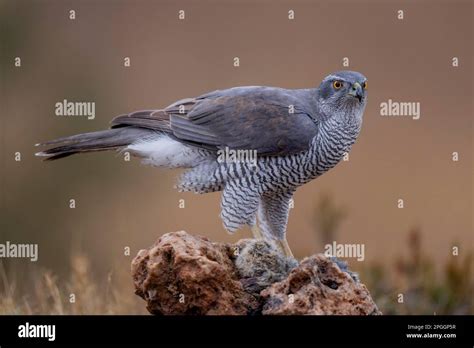 Northern Goshawk Accipiter Gentilis Male Root With Rabbit In Front