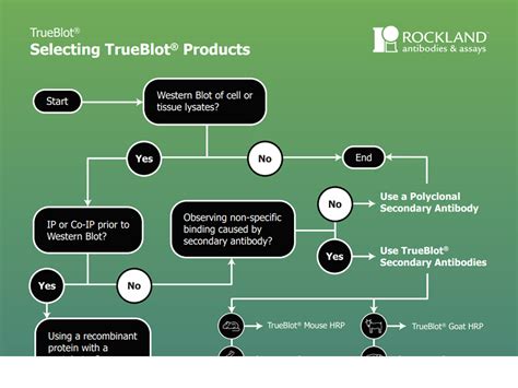 Rockland Immunochemicals Products From Cambridge Bioscience Life
