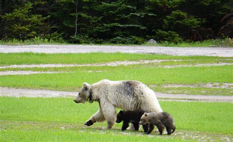Albino Grizzly Bear Banff