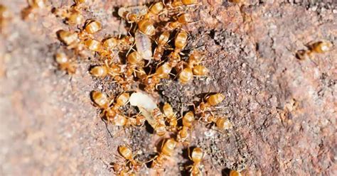 Do Thief Ants Build Nests Explained