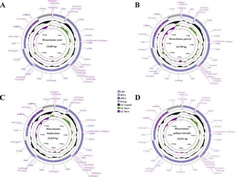 Comparative Mitochondrial Genomic Analysis Of Longhorn Beetles