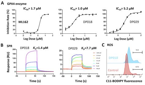 Ai 动力学！深势科技首次公布 Ridymo 平台发现新位点并完成活性验证 极客公园