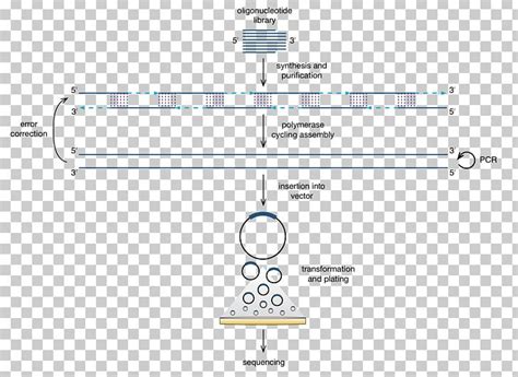 Artificial Gene Synthesis Polymerase Chain Reaction Chemical Synthesis