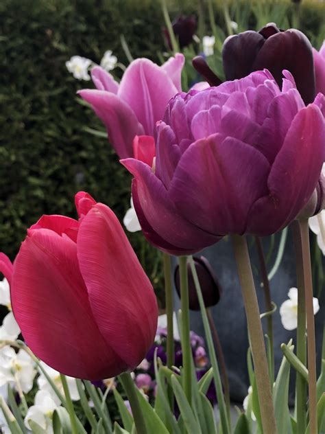Tulp Blue Spectacle Tuinerieshop