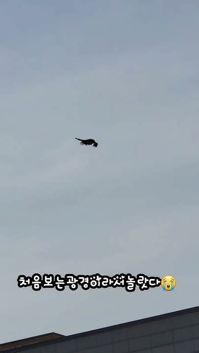 무서운조류세계shorts 참새 까치 Youtube