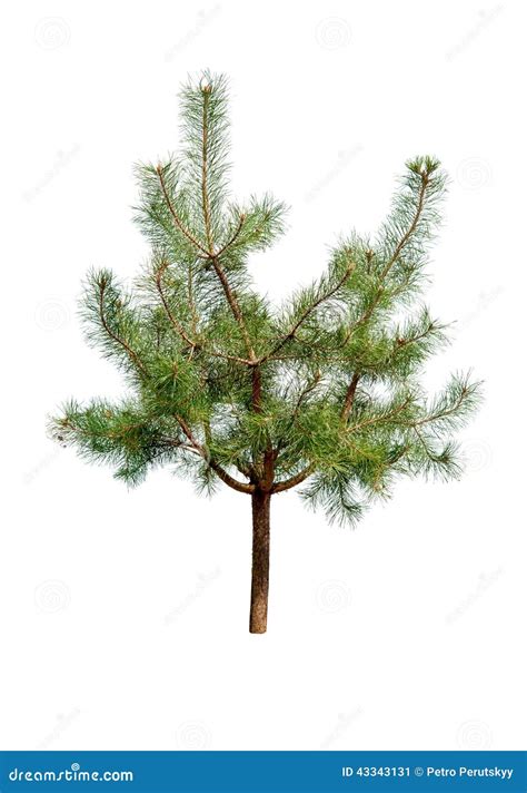 Pine Tree Isolated Stock Image Image Of Isolated Year 43343131