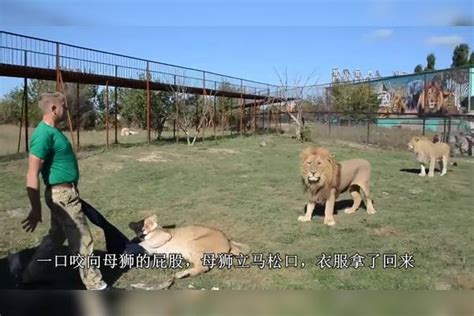 饲养员看着雄狮说，你管管你媳妇，没想到它还真管了雄狮媳妇