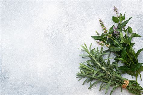 민트와 로즈마리의 신선한 잔가지의 무리 회색 콘크리트 배경 복사 공간을 복사합니다 건강관리와 의술에 대한 스톡 사진 및 기타