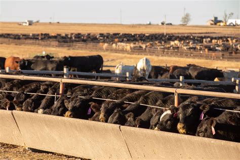 Achieving Optimal Feed Intake With Bunks Feedlot Special