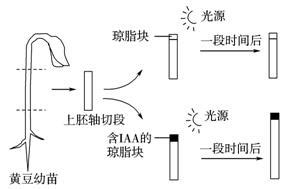 15从下图所示的实验中 可以直接得出的结论是 A生长素能促进胚轴切段生长 B单侧光照引起生长素分布不均匀 C生长素只能由形态学