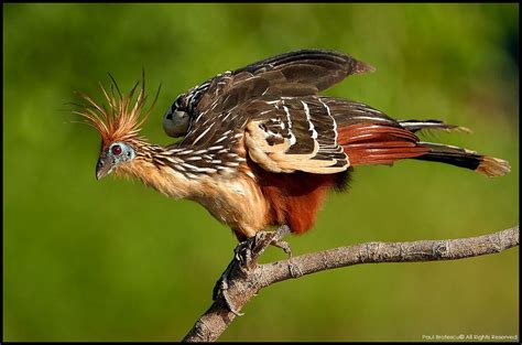 The Hoatzin Opisthocomus Hoazin Also Known As The Reptile Bird